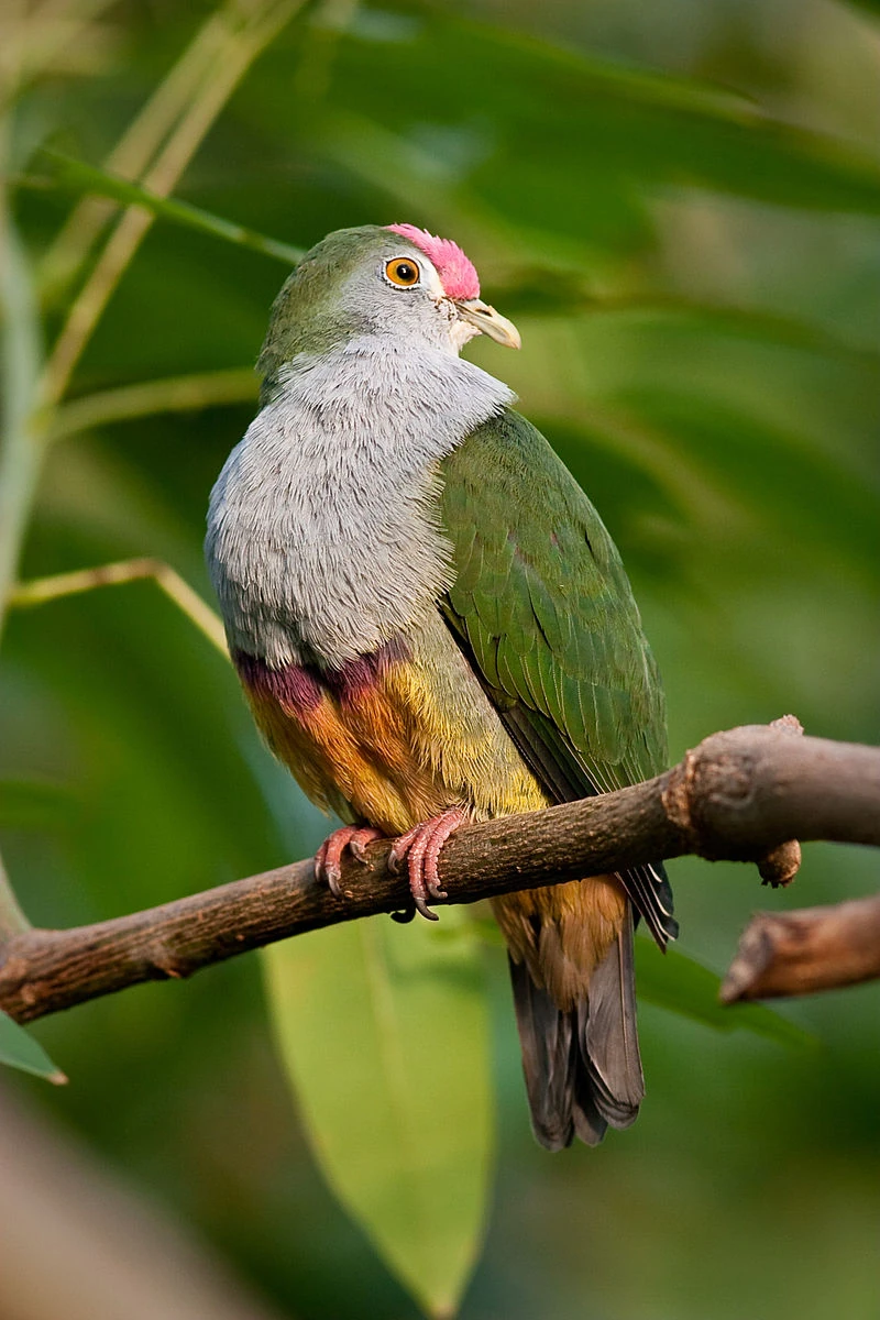 Beautiful Fruit Dove | Animal Database | Fandom