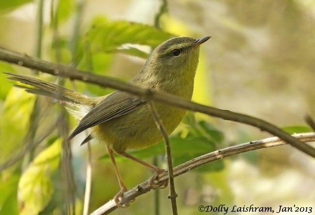 Aberrant Bush Warbler | Animal Database | Fandom