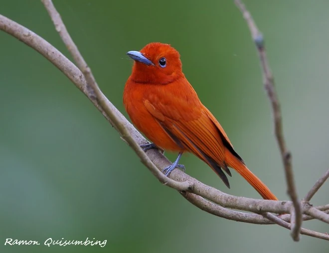 Rufous Paradise Flycatcher | Animal Database | Fandom
