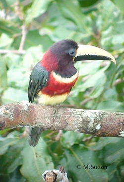 Red-necked Aracari | Animal Database | Fandom