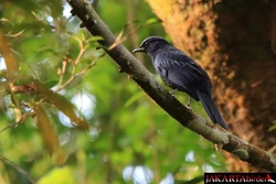 Cochoa | Animal Database | Fandom