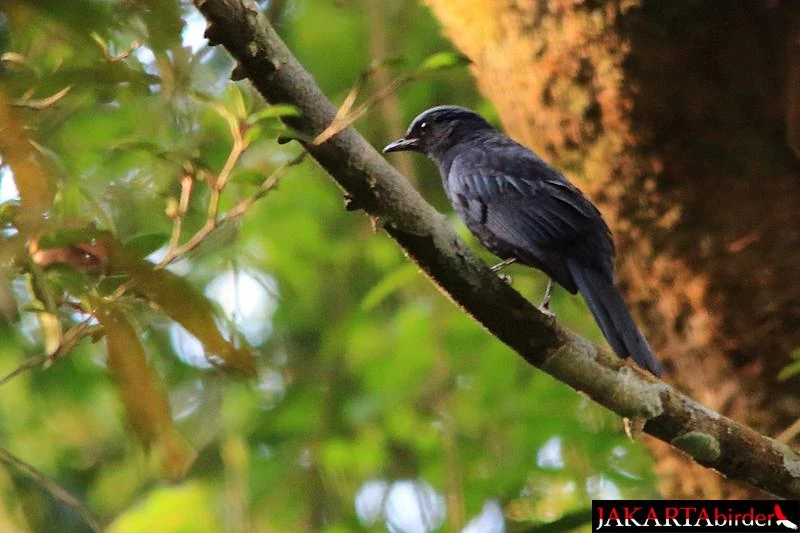 Cochoa | Animal Database | Fandom