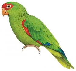 Red-spectacled Amazon | Animal Database | Fandom