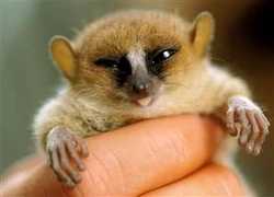 Mittermeier's Mouse Lemur | Animal Database | Fandom