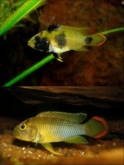 Panda Dwarf Cichlid | Animal Database | Fandom