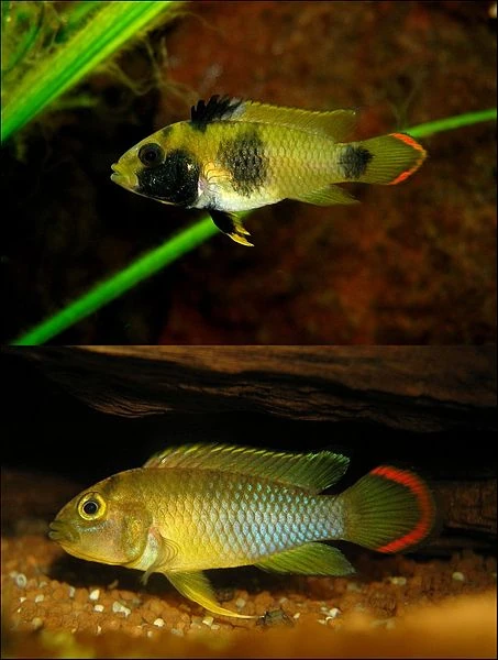 Panda Dwarf Cichlid | Animal Database | Fandom