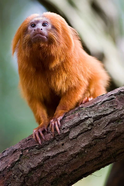 Golden Lion Tamarin | Animal Database | Fandom