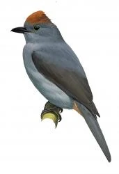 Chestnut-capped Piha | Animal Database | Fandom