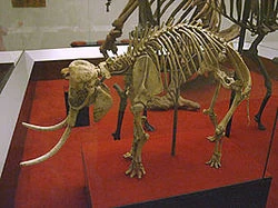 Cretan Dwarf Mammoth | Animal Database | Fandom