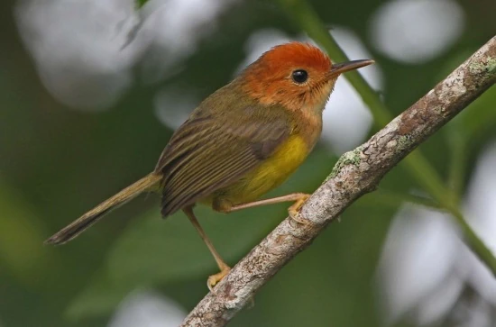 Rufous-headed Tailorbird | Animal Database | Fandom