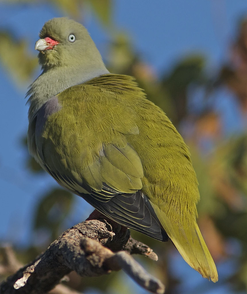 African Green Pigeon | Animal Database | Fandom