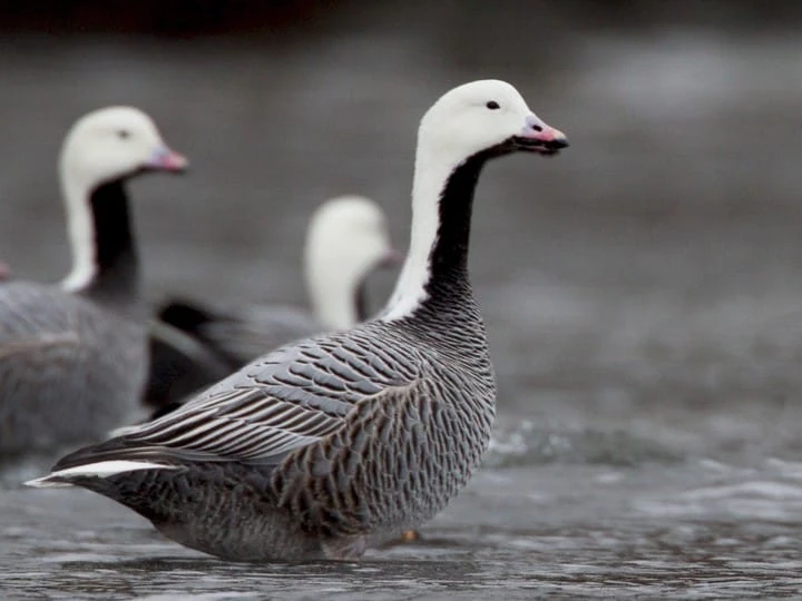 Emperor Goose | Animal Database | Fandom