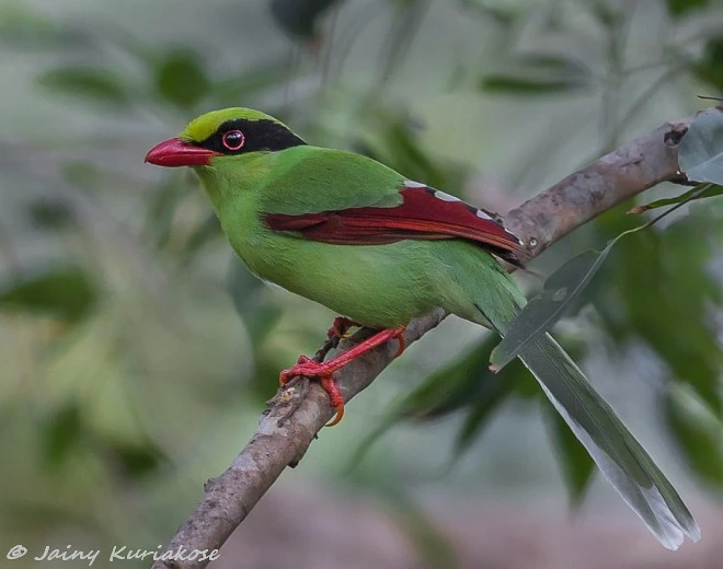 Common Green Magpie | Animal Database | Fandom