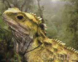 Tuatara | Animal Database | Fandom
