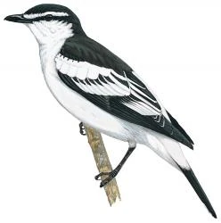 White-rumped Triller | Animal Database | Fandom