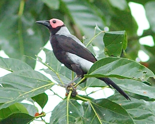 Coleto | Animal Database | Fandom