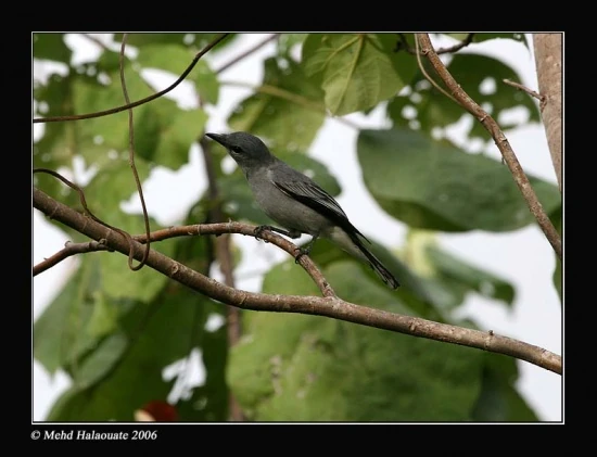 Buru Cuckooshrike | Animal Database | Fandom
