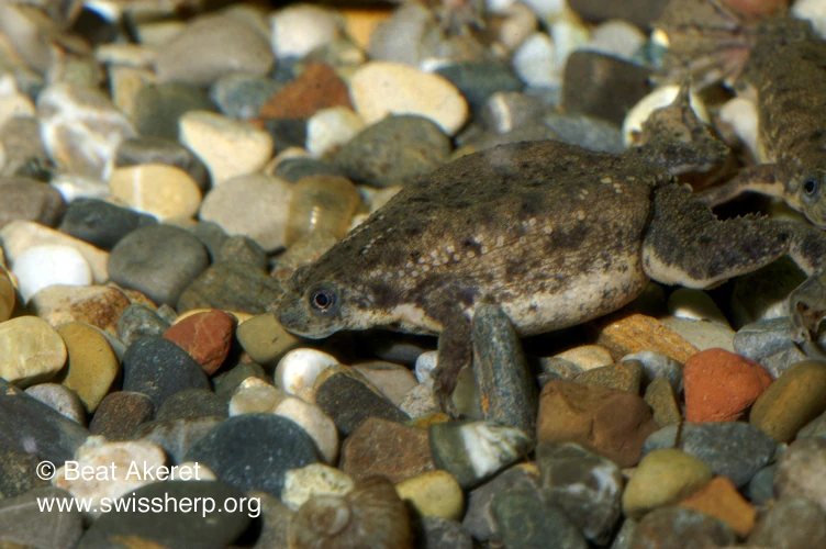 Merlin's Dwarf Gray Frog | Animal Database | Fandom