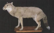Falkland Islands Wolf | Animal Database | Fandom