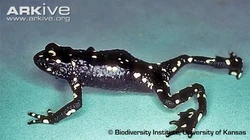 Huila Stubfoot Toad | Animal Database | Fandom
