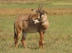 Roan Antelope | Animal Database | Fandom