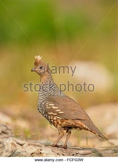 Scaled Quail | Animal Database | Fandom