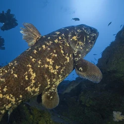Coelacanth | Animal Database | Fandom
