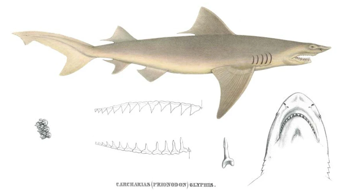 Speartooth shark | Animal Database | Fandom
