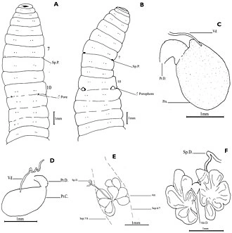 Drawida polydiverticulata | Animal Database | Fandom