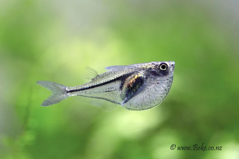 Pygmy Hatchetfish | Animal Database | Fandom