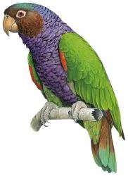 Imperial Amazon | Animal Database | Fandom