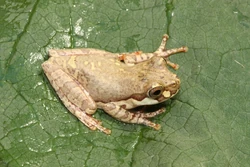 Guerreran Stream Frog | Animal Database | Fandom