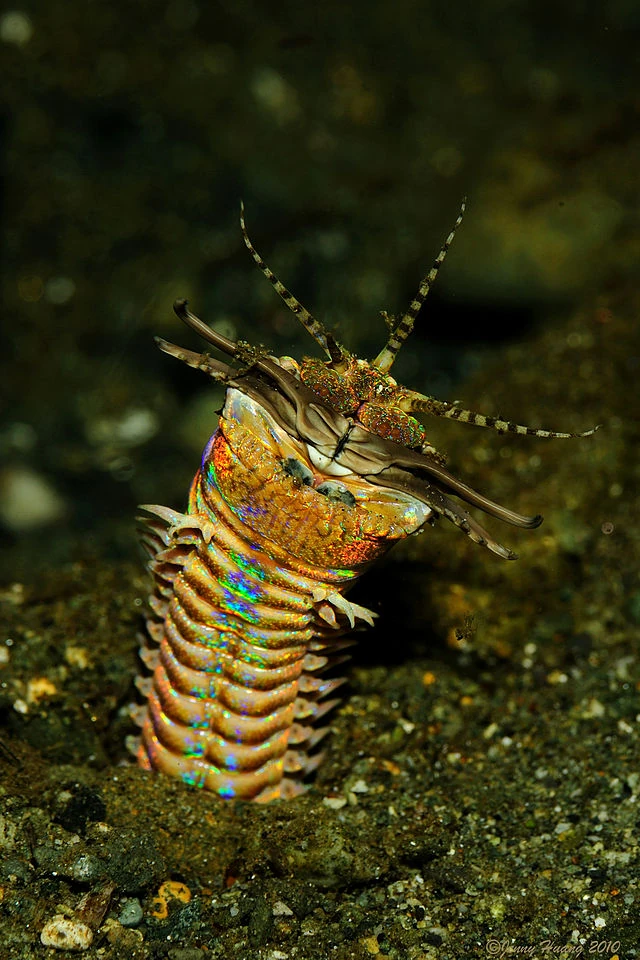 Bobbit Worm | Animal Database | Fandom