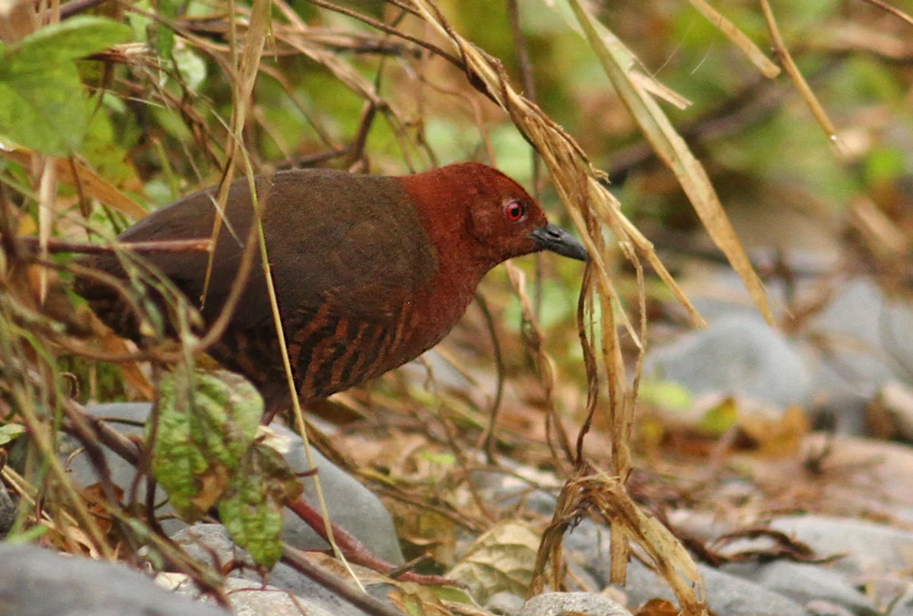 Black-banded Crake | Animal Database | Fandom