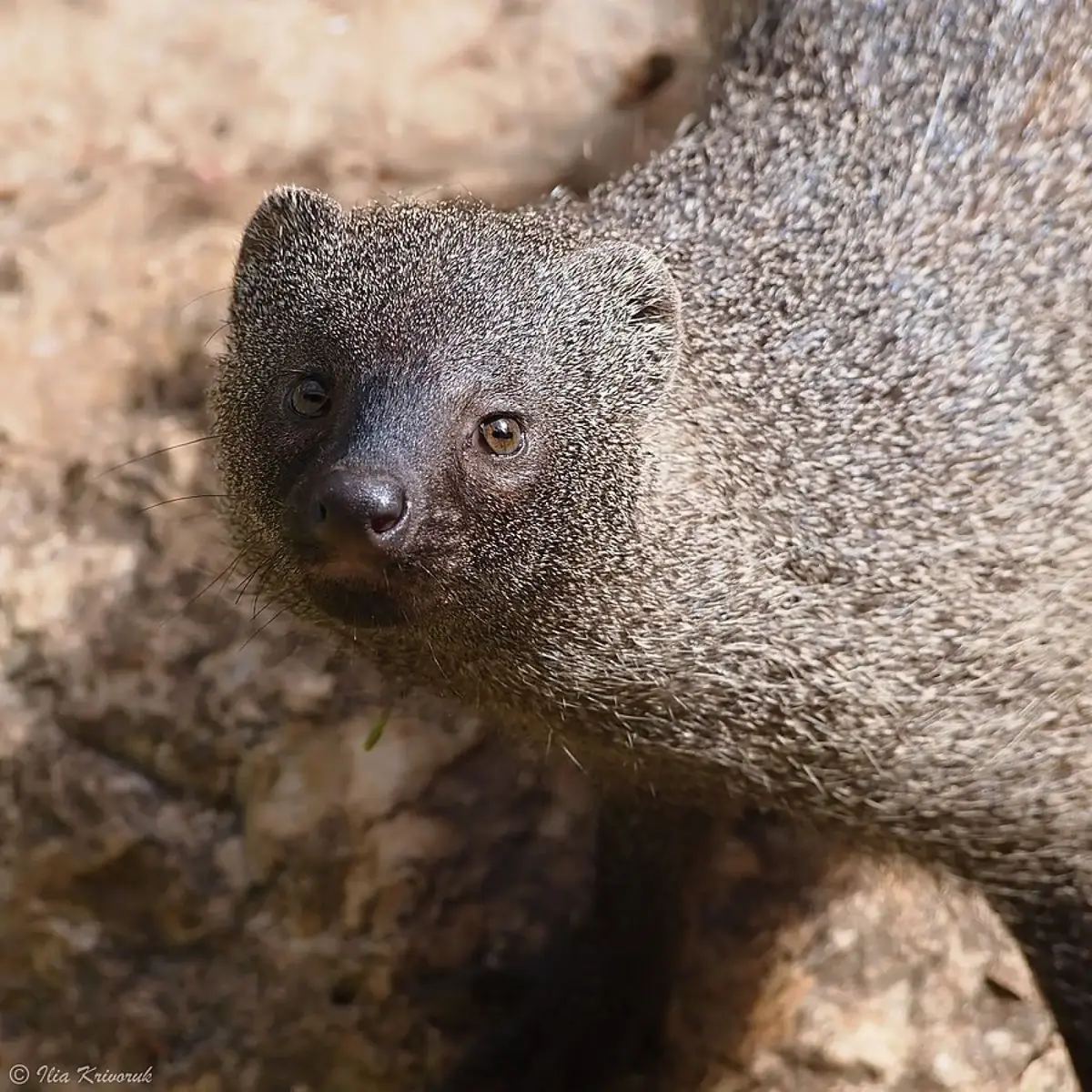 Egyptian Mongoose | Animal Database | Fandom
