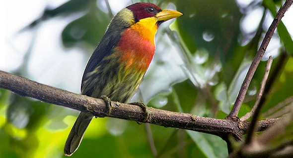 Lemon-throated Barbet | Animal Database | Fandom