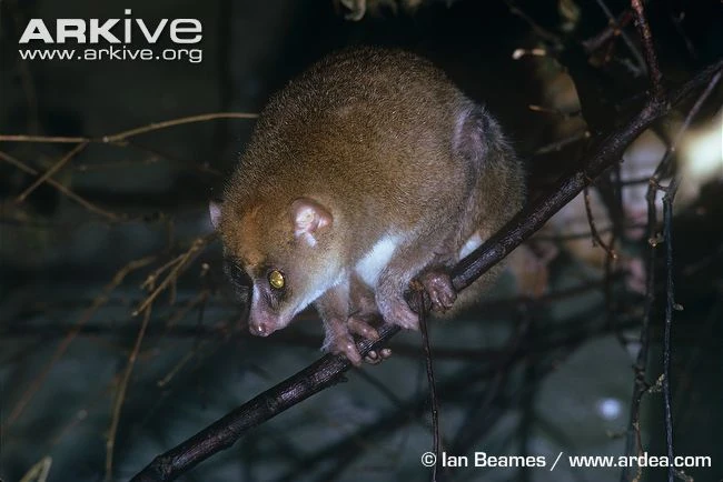 Golden Angwantibo | Animal Database | Fandom