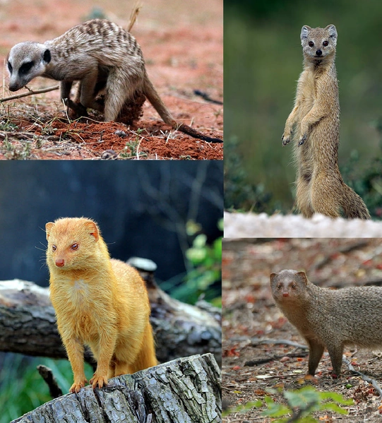 Mongoose | Animal Database | Fandom