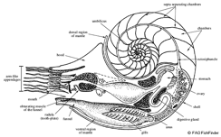 Common Nautilus | Animal Database | Fandom