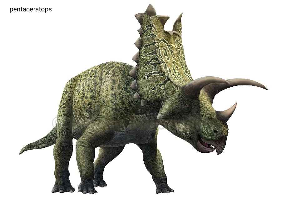 Pentaceratops | Animal Database | Fandom