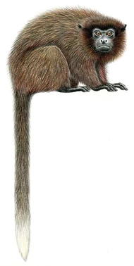 Brown Titi | Animal Database | Fandom