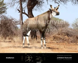Sivatherium | Animal Database | Fandom