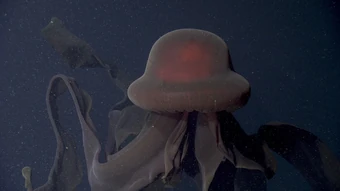 Giant Phantom Jelly | Animal Database | Fandom
