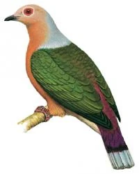 Purple-tailed Imperial Pigeon | Animal Database | Fandom