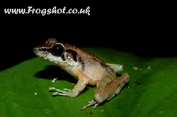Sumatran Torrent Frog | Animal Database | Fandom