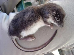 Stolzmann's Crab-eating Rat | Animal Database | Fandom