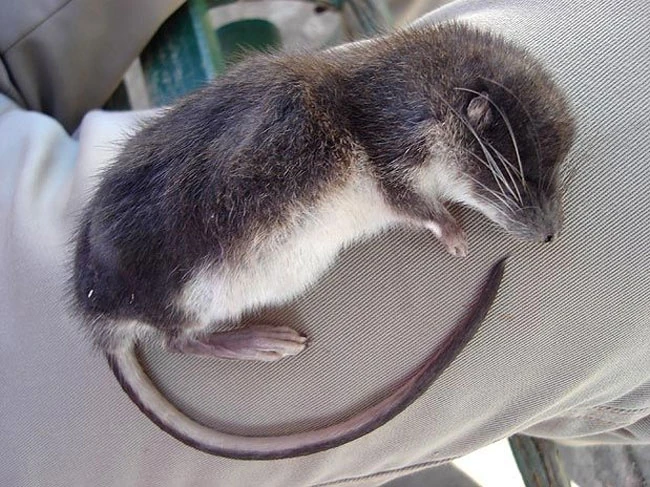 Stolzmann's Crab-eating Rat | Animal Database | Fandom