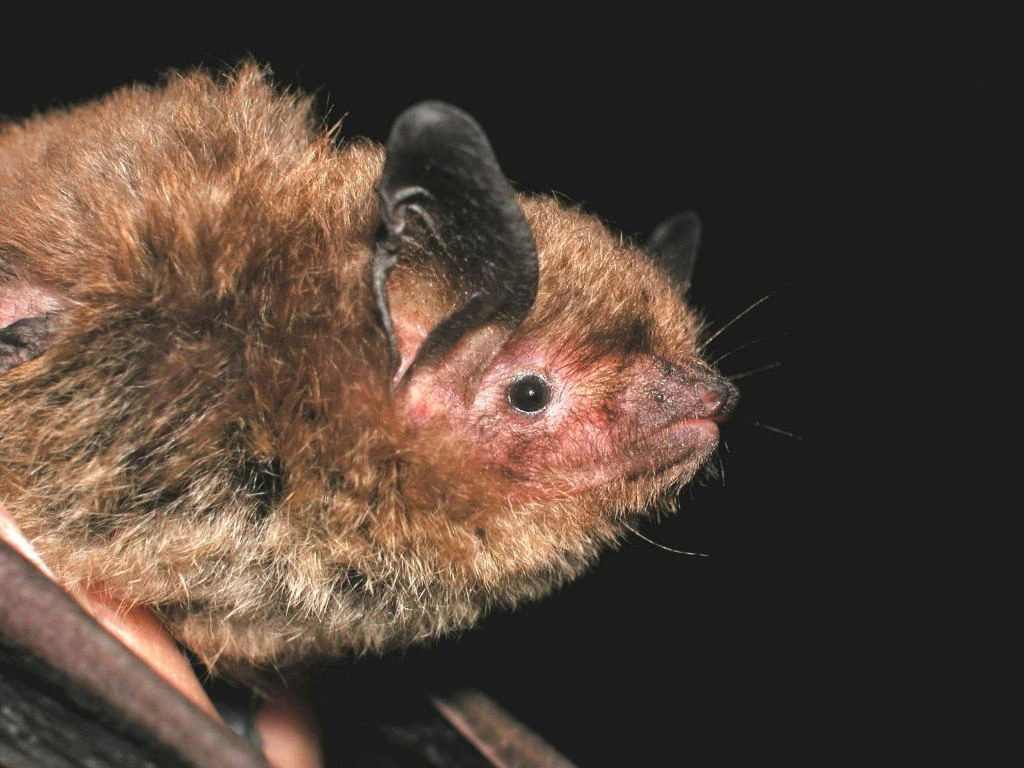 Indiana Bat | Animal Database | Fandom