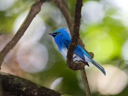 Short-crested Monarch | Animal Database | Fandom