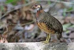 Chestnut-necklaced Partridge | Animal Database | Fandom